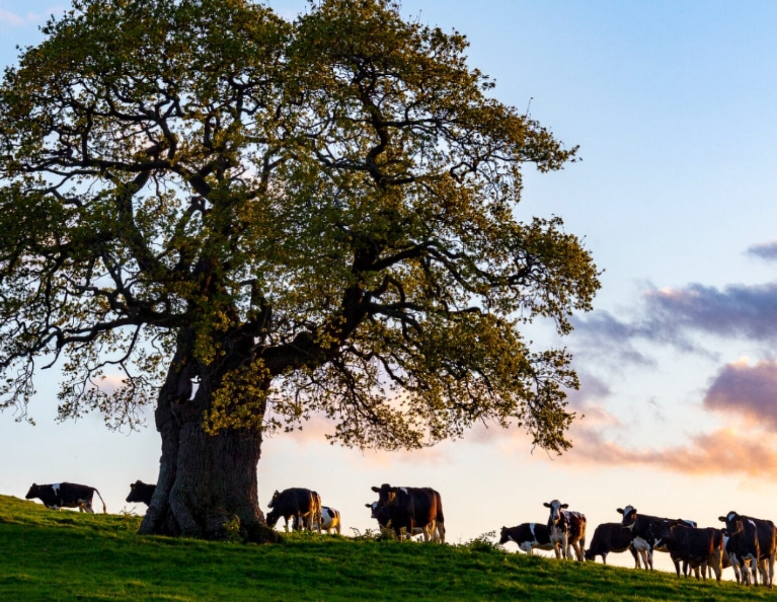 Home | Hayes Farm